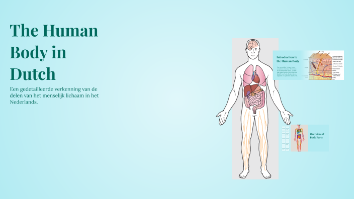 The Human Body in Dutch by mats Nouwens on Prezi