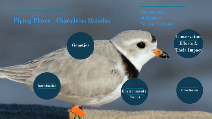 The Piping Plover by Paul Moschella on Prezi
