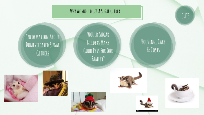 Sugar Glider Presentation by Jamie Heavey on Prezi