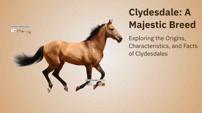 Clydesdale: A Majestic Breed by Jaiden Edwards on Prezi