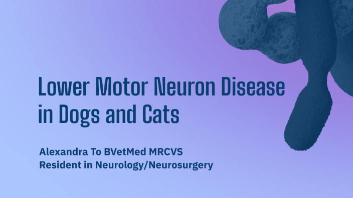 Lower Motor Neuron Disease by Alexandra To on Prezi