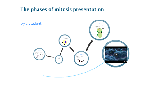 the phases of mitosis project/presentation by jaime hiraoka