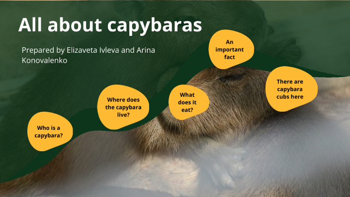 Capybara Life by Елизавета Ивлева on Prezi
