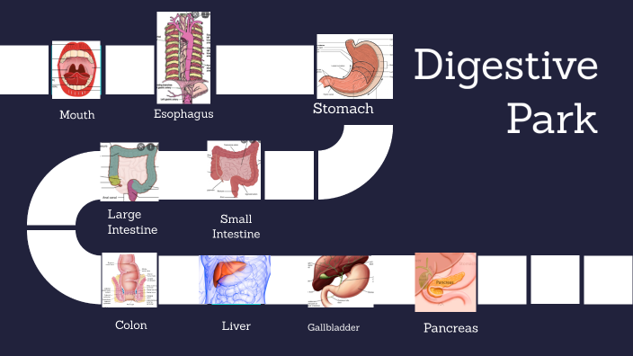 Digestive Amusement Park by katie haviland on Prezi