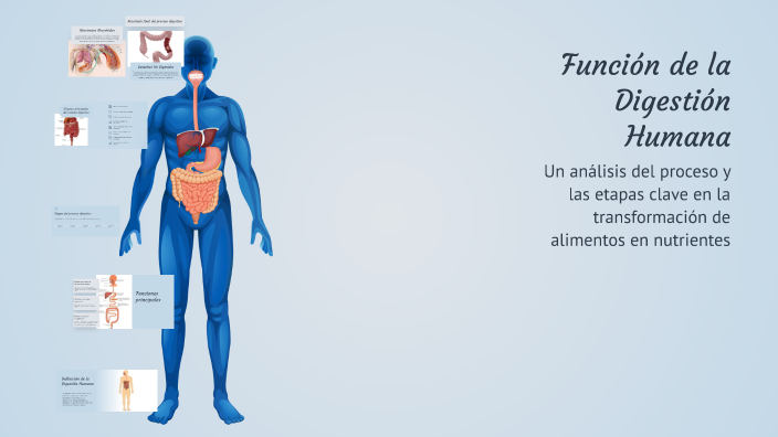 Función de la Digestión Humana by Nohemi on Prezi