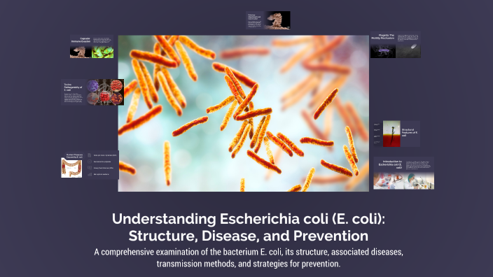 Understanding Escherichia coli (E. coli): Structure, Disease, and ...