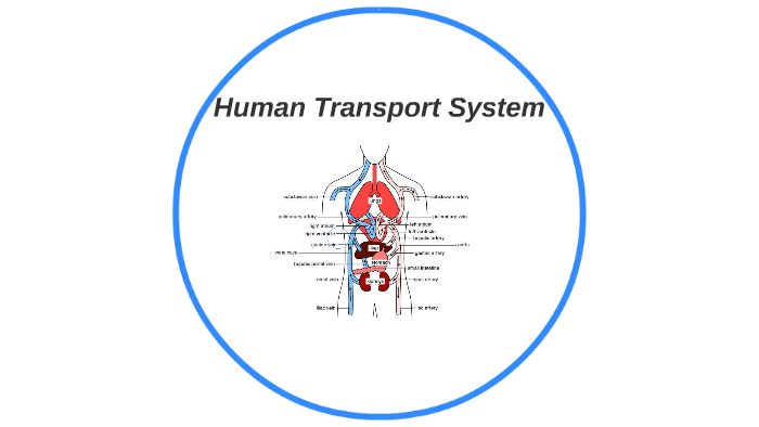 Human Transport System by Susannah Godfrey on Prezi