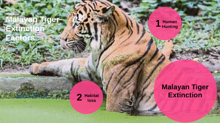 Malayan Tiger Extinction Factors by Sin Leng Tan on Prezi