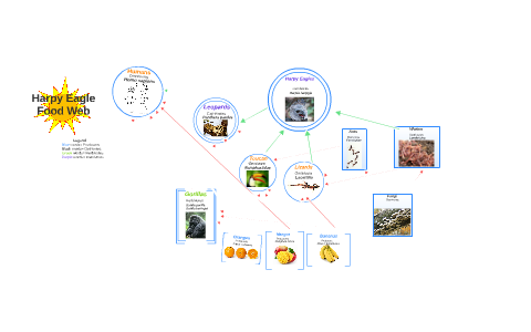 Harpy Eagle Food Web by Ekam Bagri on Prezi