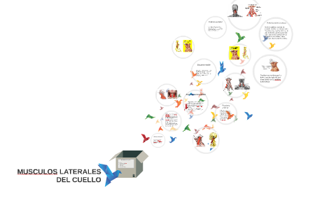 MUSCULOS LATERALES DEL CUELLO by Raul Horteales on Prezi