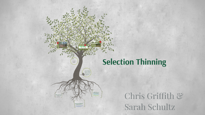 Selection Thinning by Chris Griffith on Prezi