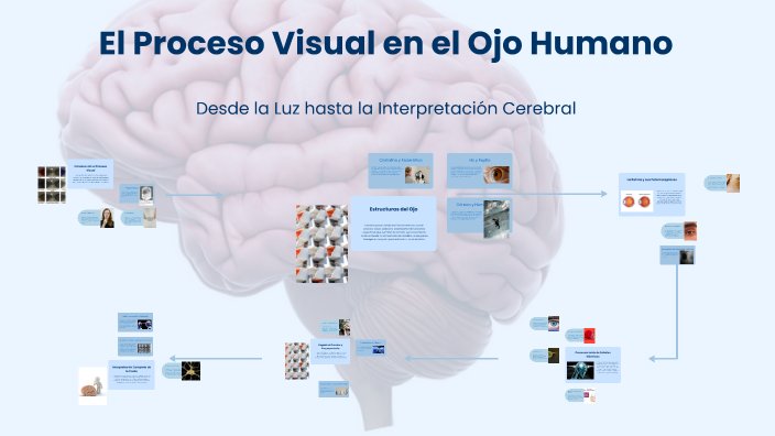 El Proceso Visual en el Ojo Humano by VANESSA RAMOS on Prezi