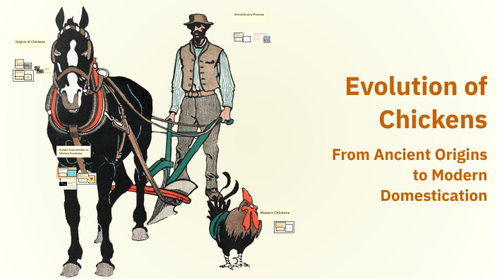 Evolution of Chickens by Avi Summer on Prezi