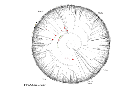 Protostomia Phylogeny by Lisa Ulrich on Prezi