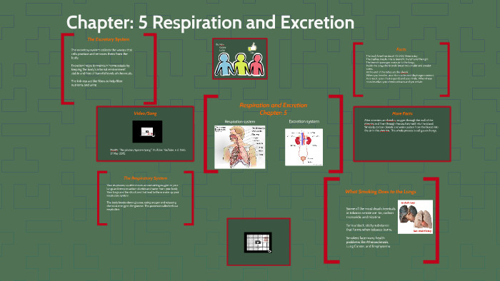 Respiration and Excretion by nico pepe
