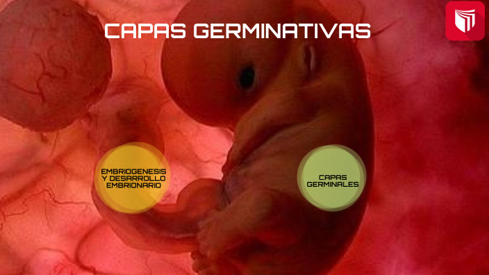 capas germinativas by Oswa Humpiri on Prezi