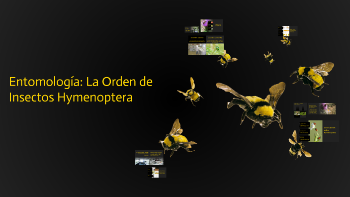 Entomología: La Orden de Insectos Hymenoptera by alfredo patiño on Prezi