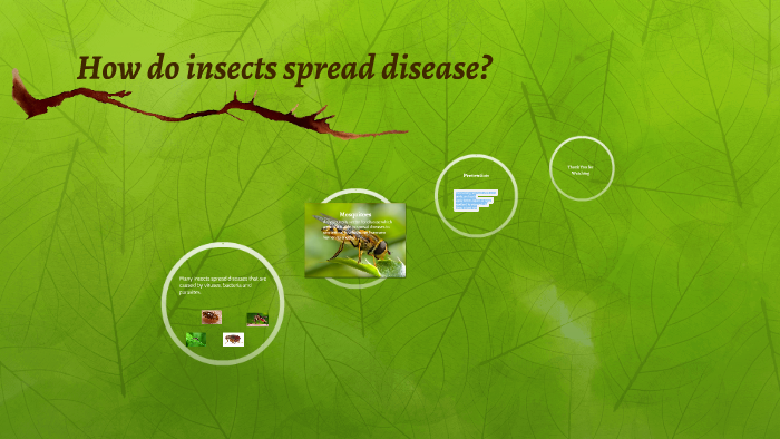 How do insects spread disease? by isabel okai on Prezi