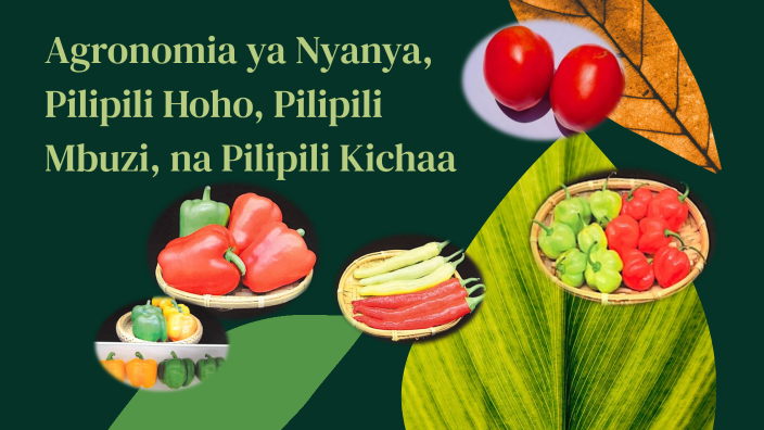 Agronomia ya Nyanya, Pilipili Hoho, Pilipili Mbuzi, na Pilipili Kichaa ...