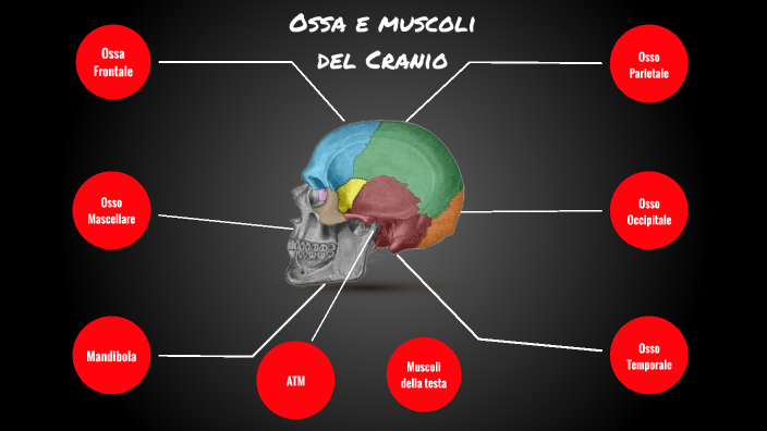 ossa e muscoli del cranio by gabriele pinto on Prezi