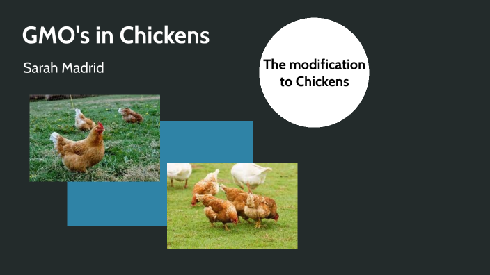 GMO's in chickens by Sarah Madrid on Prezi