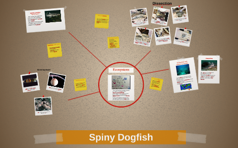 Dogfish Shark by Jimmy Zitnik on Prezi