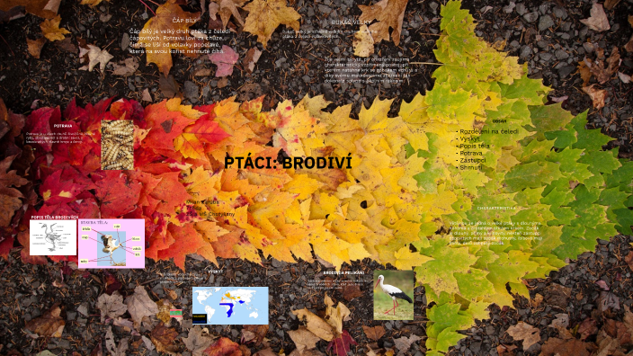 PTÁCI: BRODIVÍ by milan zaruba on Prezi