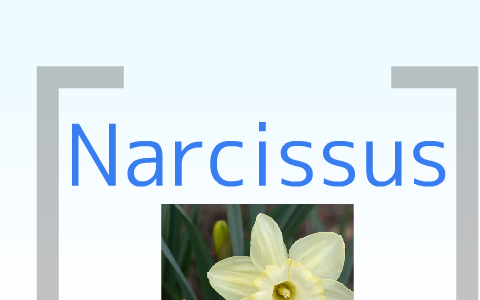 Narcissus by Alyssa Tripp on Prezi
