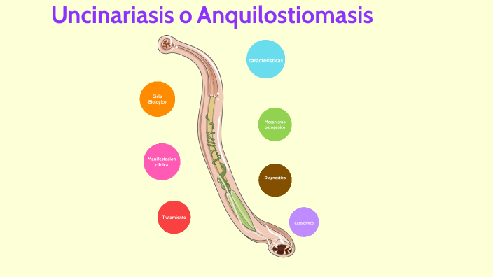Uncinariasis o Anquilostiomasis by Erick Delgado Mendoza on Prezi