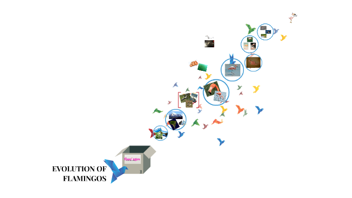 EVOLUTION OF FLAMINGOS by Kelsey Matthias on Prezi