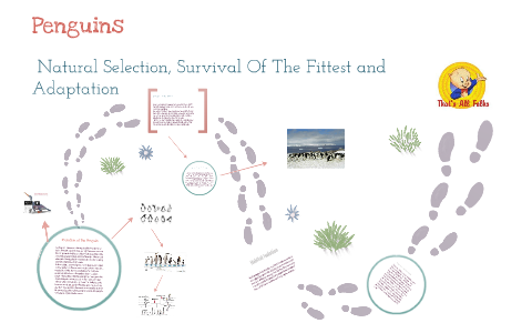 Evolution Of Penguins- Natural Selection and adaptation by Felipe ...