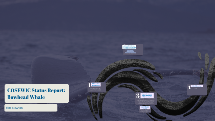 COSEWIC Status Report: Bowhead Whale by Rita Newton Bastiampillai on Prezi