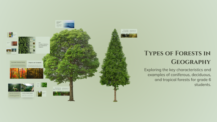 Types of Forests in Geography by Fatima Khurram on Prezi