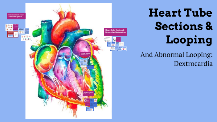 Heart Tube Sections & Looping by Angela Hernandez on Prezi
