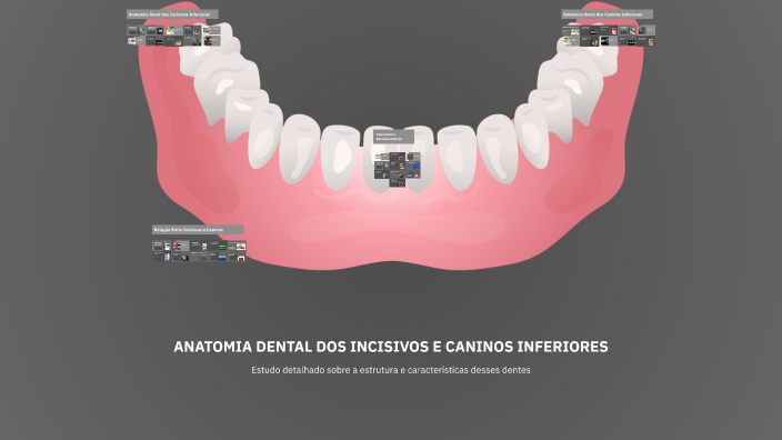 ANATOMIA DENTAL DOS INCISIVOS E CANINOS INFERIORES by MYLENA VELOZO on ...