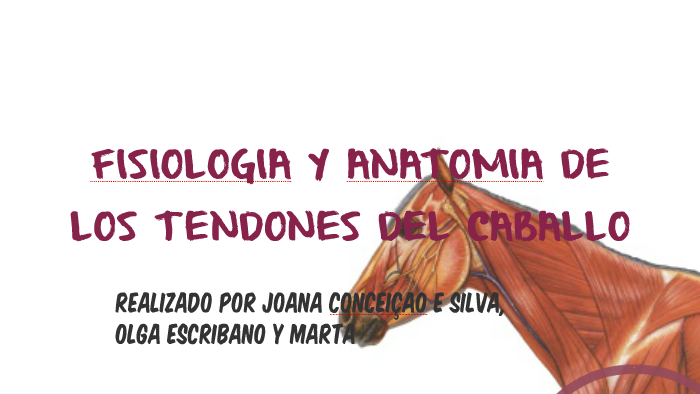 Anatomía Del Menudillo Del Caballo