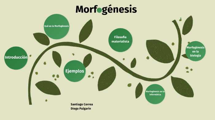 Morfogénesis by DIEGO ALEJANDRO PULGARIN VANEGAS on Prezi
