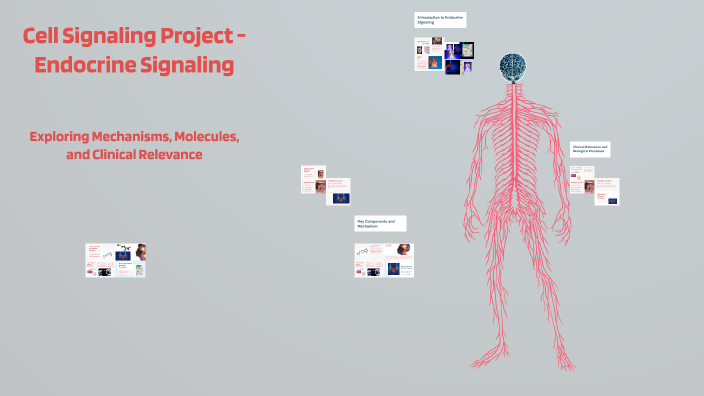 Cell Signaling Project - Endocrine Signaling by Zaine Folkes on Prezi
