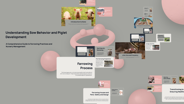 Understanding Sow Behavior and Piglet Development by Ngọc Quý Nguyễn on ...