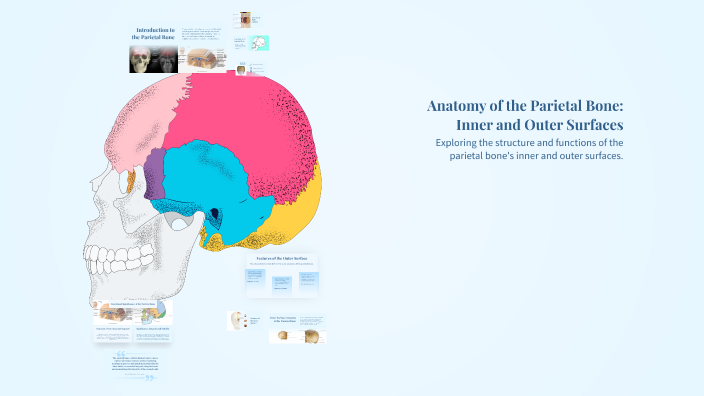 Anatomy of the Parietal Bone: Inner and Outer Surfaces by Divyansh ...