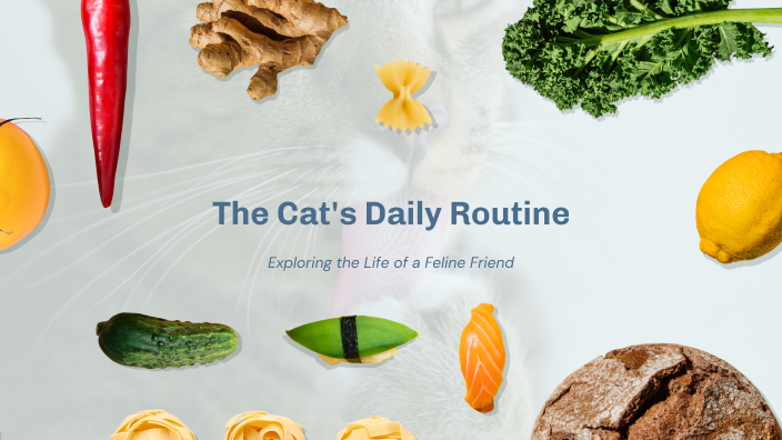 The Cat's Daily Routine by maria misiaszek on Prezi