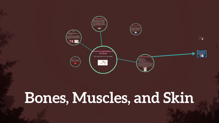 Bones, Muscles, and Skin by Dortiz90 Ortiz on Prezi