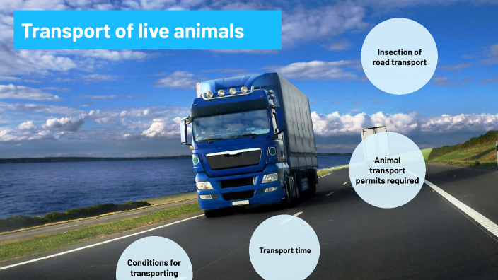 Transport of live animals by Katarzyna Mazur on Prezi
