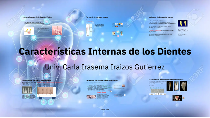 Características internas de los dientes by Carla Iraizos Gutierrez on Prezi