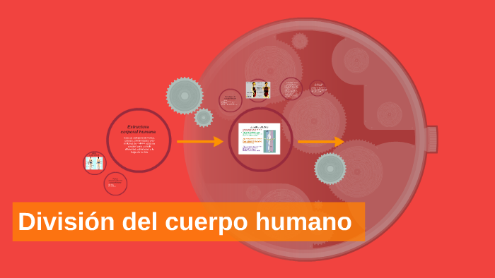 División Del Cuerpo Humano By Mariangelica Suarez Jimenez On Prezi Next 3242