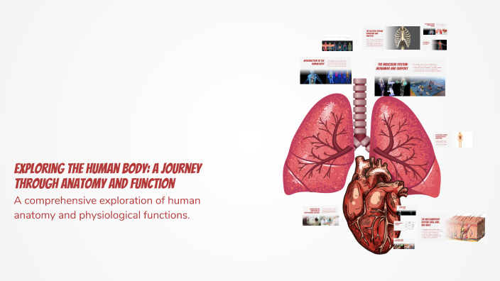 Exploring the Human Body: A Journey Through Anatomy and Function by ...