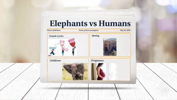 Elephants vs Humans by Grace Lindstrom on Prezi