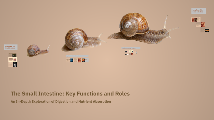 The Small Intestine: Key Functions and Roles by Aadhavan JD on Prezi