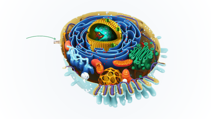 Exploring the Animal Cell by Liam Forsythe on Prezi