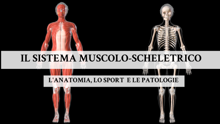 sistema muscolo-scheletrico by Nicol Carli on Prezi